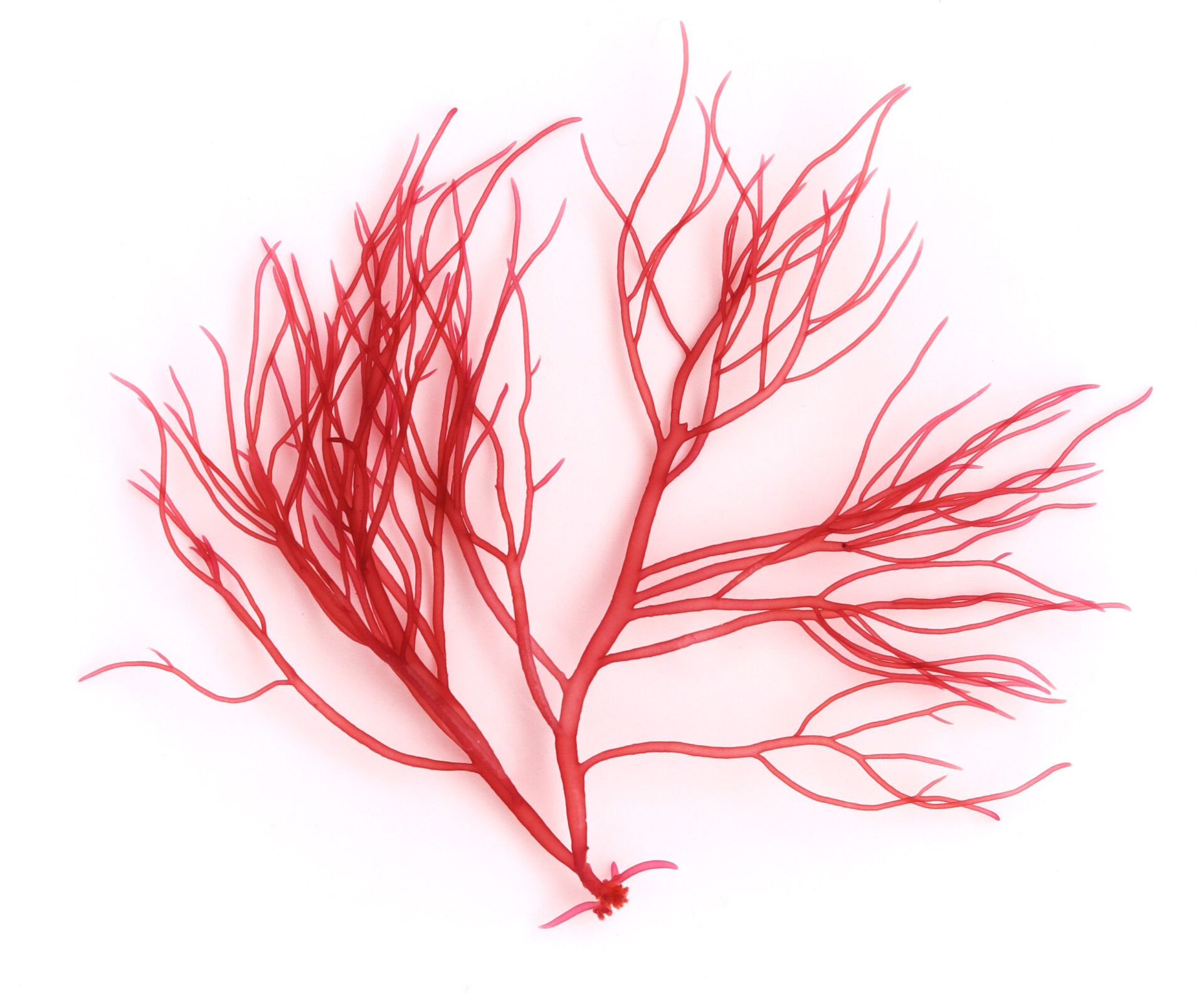 食べる「フェムケア」に、海藻が優秀すぎる！ ほうれん草の約13倍の鉄分！ スーパーフード「あかねそう®」とは？ | Foooood